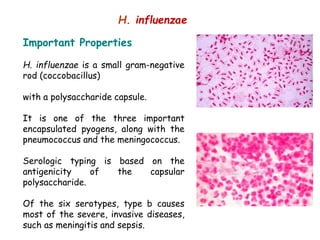 Haemophilus Influenzae Type B Gram Stain