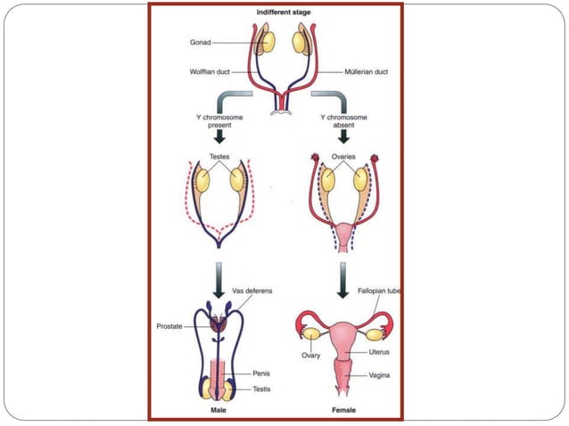 Development Of The Reproductive Systempptx