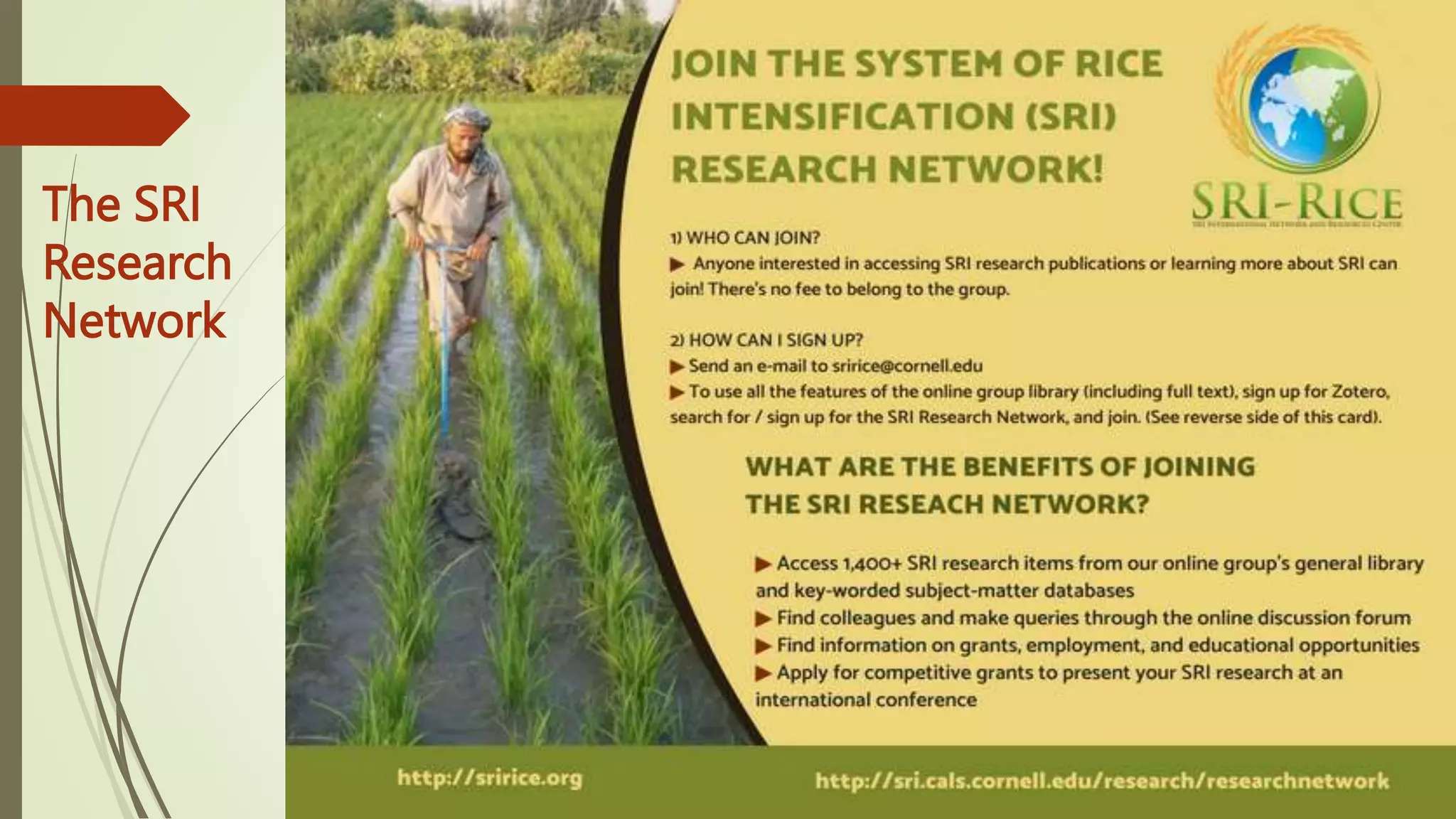 2203 - Overview of System of Rice Intensification SRI Around the World ...