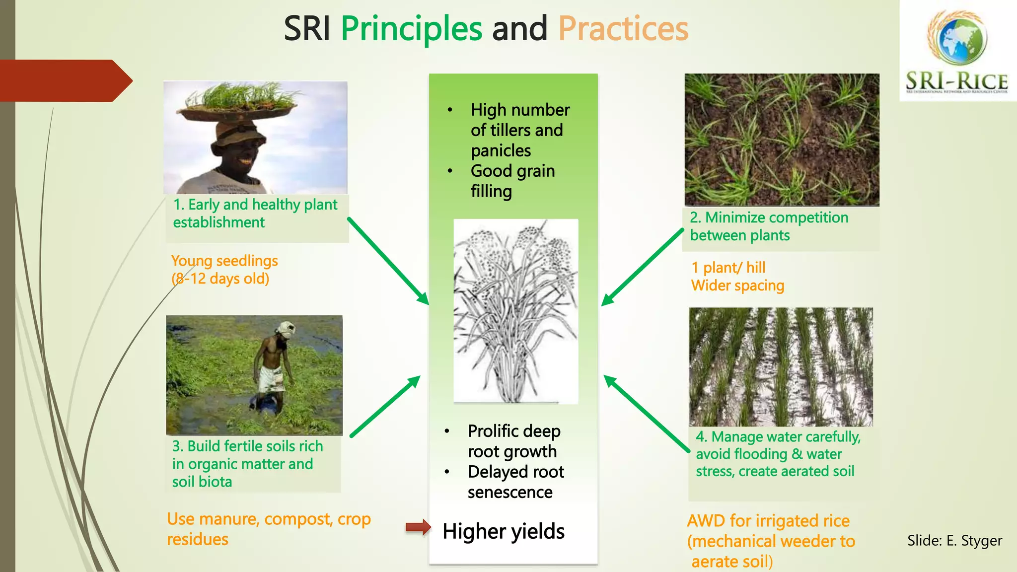 2203 - Overview of System of Rice Intensification SRI Around the World ...