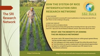 2203 - Overview of System of Rice Intensification SRI Around the World ...