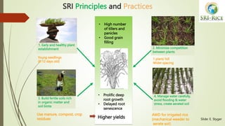 2203 - Overview of System of Rice Intensification SRI Around the World ...