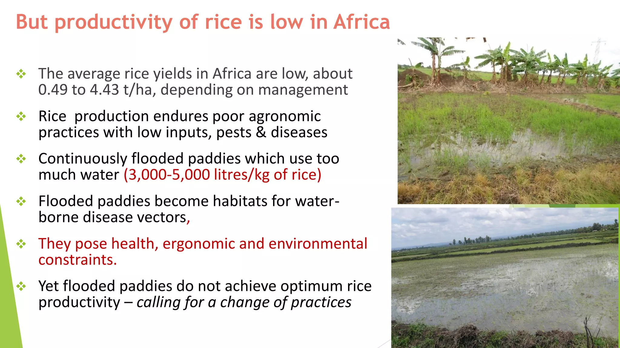 2204 -System of Rice Intensification - Improving Rice Production and ...