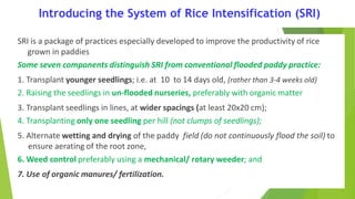 2204 -System of Rice Intensification - Improving Rice Production and ...