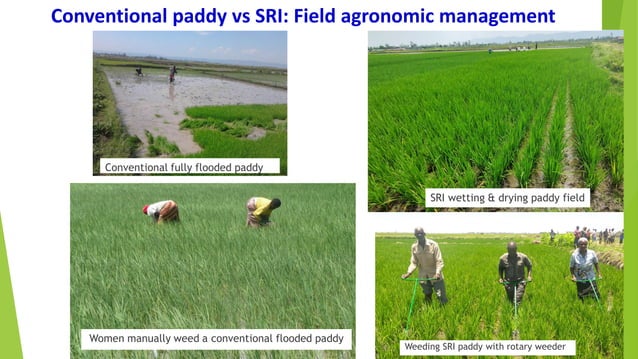 2204 -System of Rice Intensification - Improving Rice Production and ...
