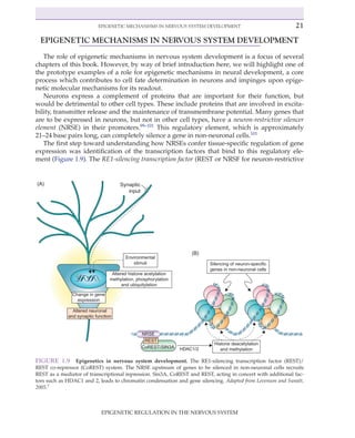 Epigenetic Regulation In The Nervous System Basic Mechanisms And ...