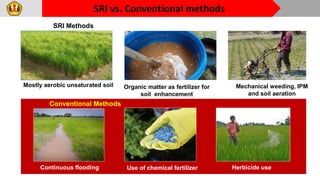 2205 - System of Rice Intensification in Indonesia - Research, Adoption ...
