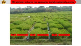 2205 - System of Rice Intensification in Indonesia - Research, Adoption ...