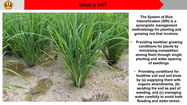 2205 - System of Rice Intensification in Indonesia - Research, Adoption ...