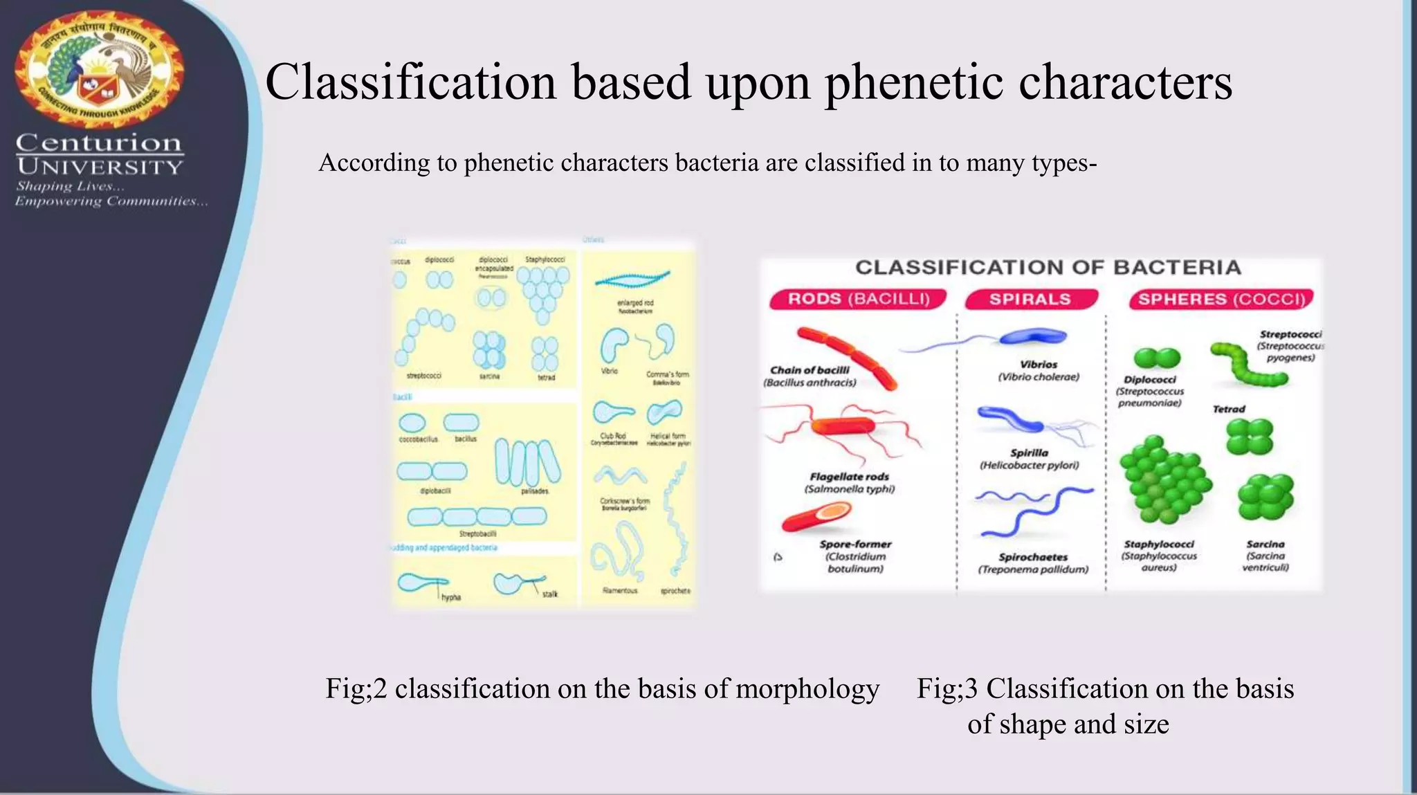 220705180056 bacterial classification.pptx | Biological Sciences | Science