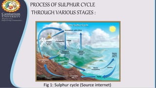 220705180070,71sulphur cycle.pptx