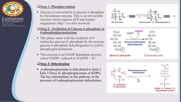 220705180076 Entner - Doudoroff Pathway.pptx | Chemistry | Science