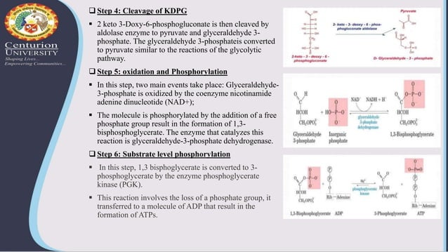 220705180076 Entner - Doudoroff Pathway.pptx | Chemistry | Science