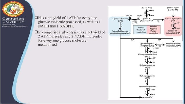 220705180076 Entner - Doudoroff Pathway.pptx | Chemistry | Science