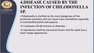 220705180077protozoan disease in fish.pptx