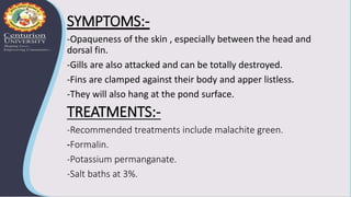 220705180077protozoan disease in fish.pptx