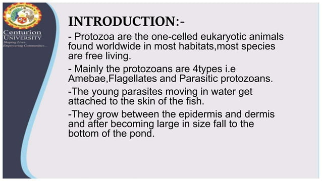 220705180077protozoan disease in fish.pptx | Biological Sciences | Science