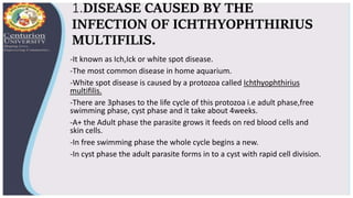 220705180077protozoan disease in fish.pptx