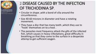 220705180077protozoan disease in fish.pptx