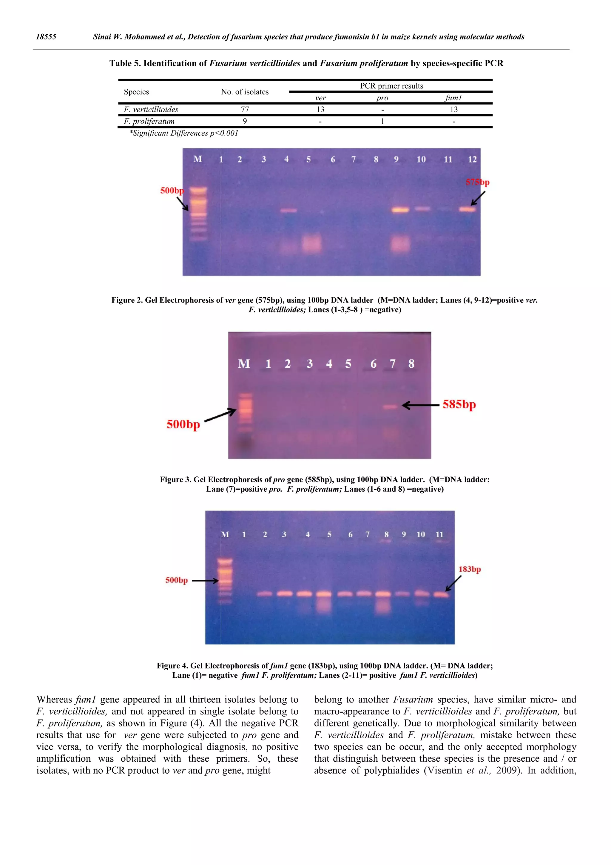 DETECTION OF FUSARIUM SPECIES THAT PRODUCE FUMONISIN B1 IN MAIZE KERNELS USING | PDF