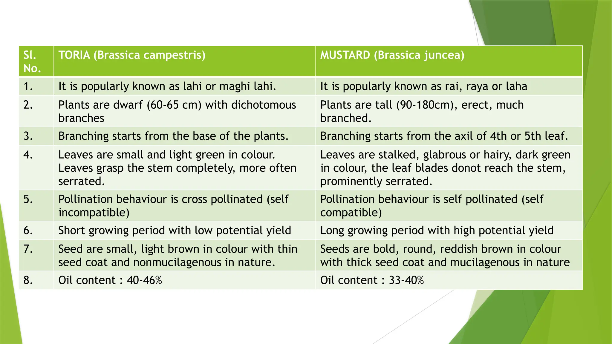 220 MUSTARD AND RAPESEED MUSTARD AND RAPESEED .pptx