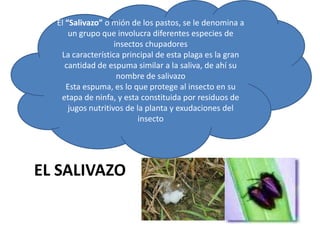 221049001-Plagas-y-Enfermedades-en-Gramineas-y-Leguminosas.pdf