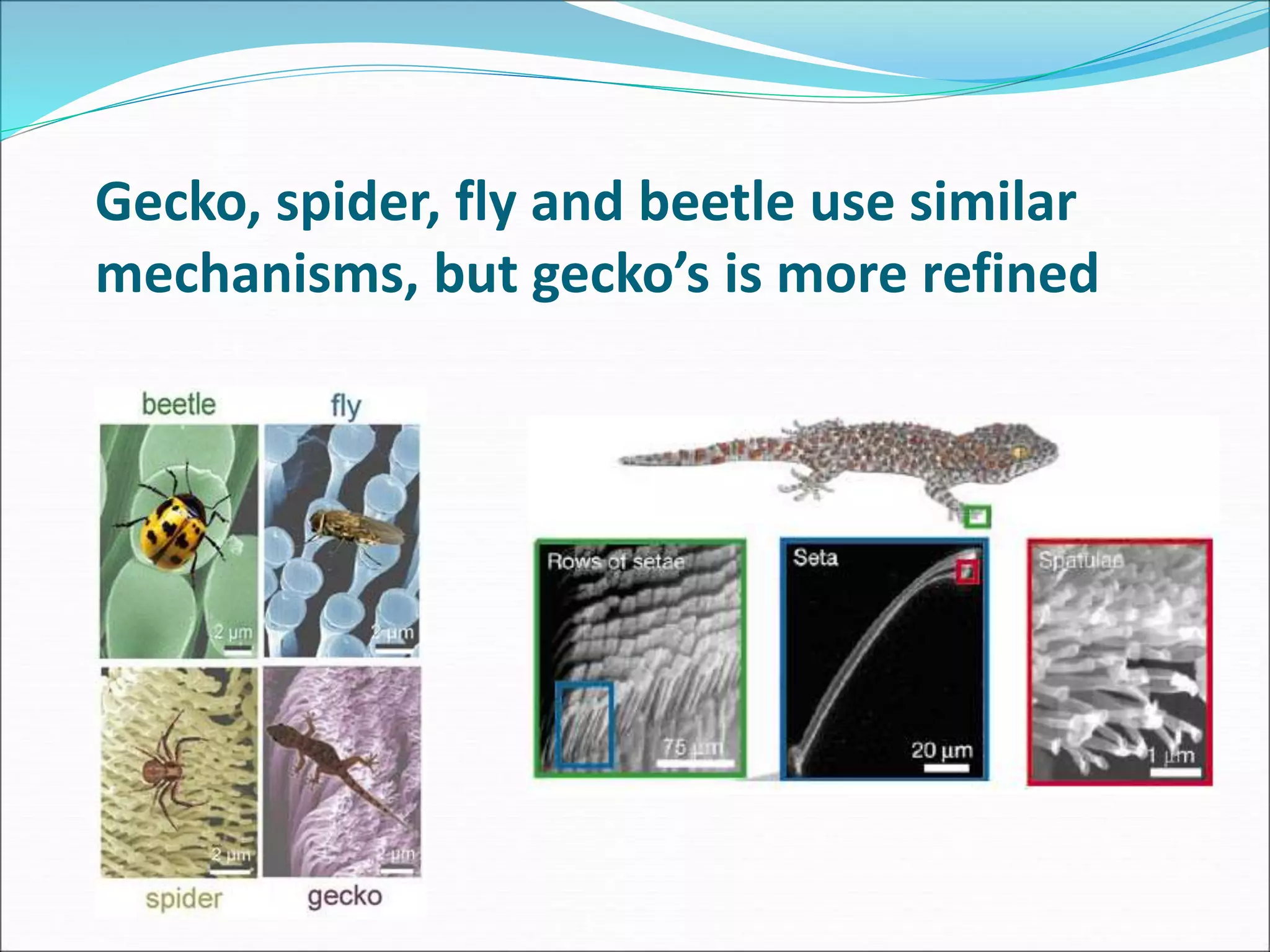 22 12 25 Gecko Adesion.pptx