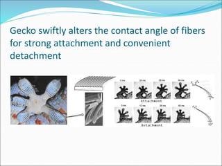 22 12 25 Gecko Adesion.pptx