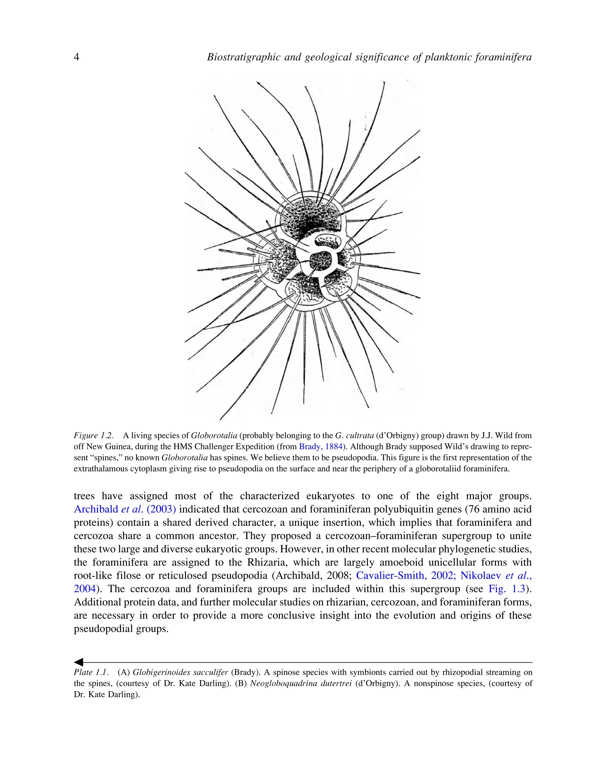 Biostratigraphic And Geological Significance Of Planktonic Foraminifera ...