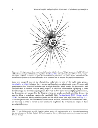 Biostratigraphic And Geological Significance Of Planktonic Foraminifera ...