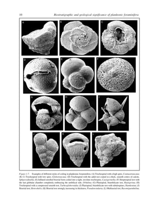 Biostratigraphic And Geological Significance Of Planktonic Foraminifera ...