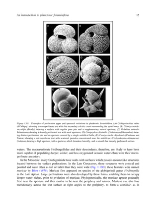 Biostratigraphic And Geological Significance Of Planktonic Foraminifera ...