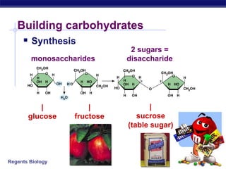 2_21 Carbohydrates with Answers.ppt