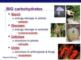 2_21 Carbohydrates with Answers.ppt