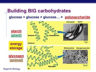 2_21 Carbohydrates with Answers.ppt