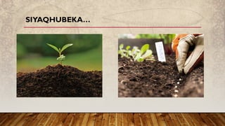 Izimo zokukhuluma izaga nezisho ngaphansi kwekhono lolimi {Izakhiwo ...