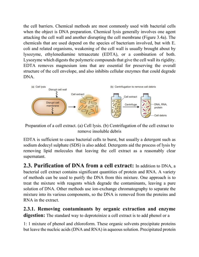 preparation of genomic DNA from bacteria.pdf | Biological Sciences ...