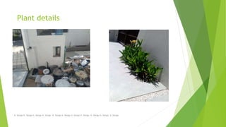 2222-Plant Details.pptx