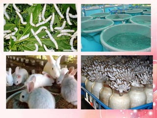 PPT ON SERI CULTURE | PPT