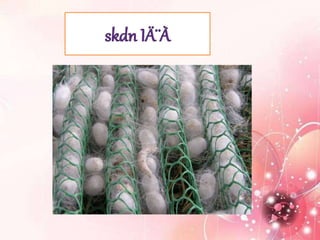 PPT ON SERI CULTURE | PPT