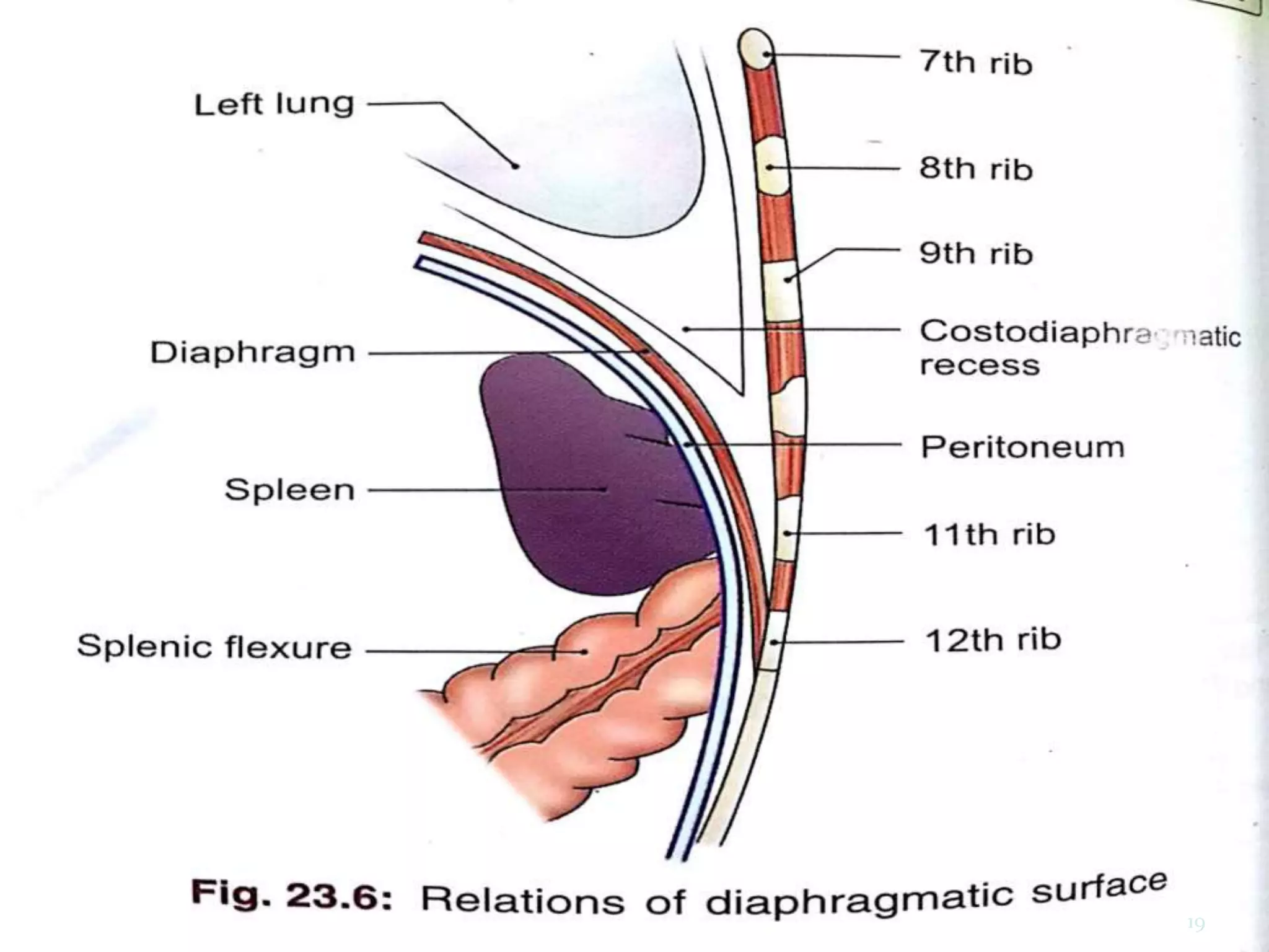 ANATOMY OF SPLEEN AND IT'S APPLIED ASPECT | PPTX
