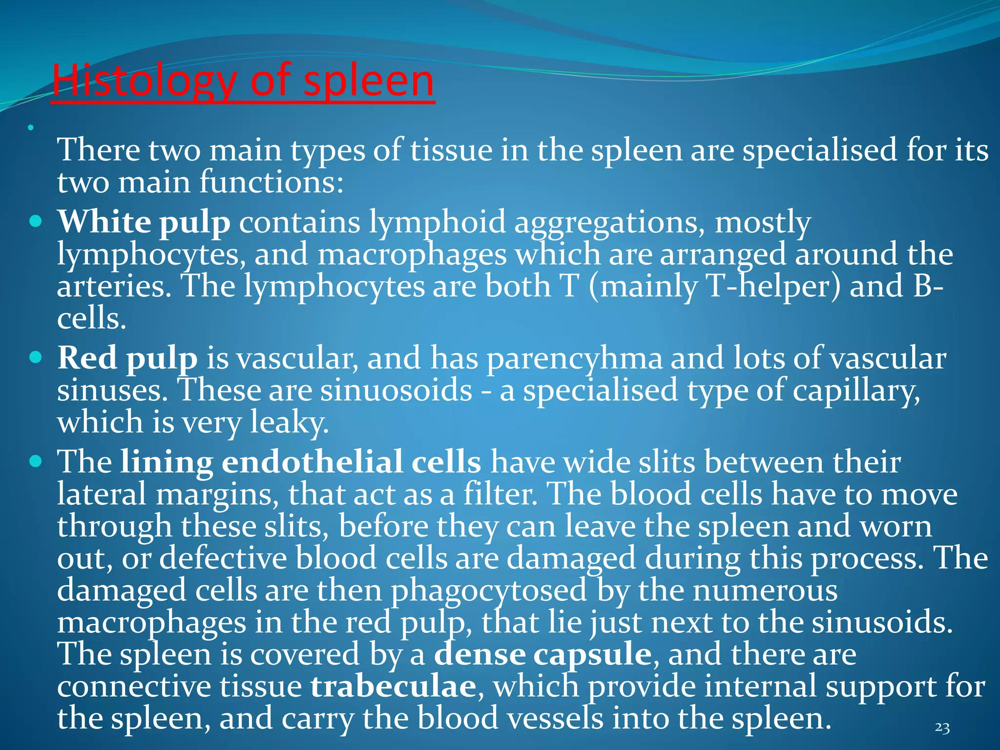 ANATOMY OF SPLEEN AND IT'S APPLIED ASPECT | PPTX