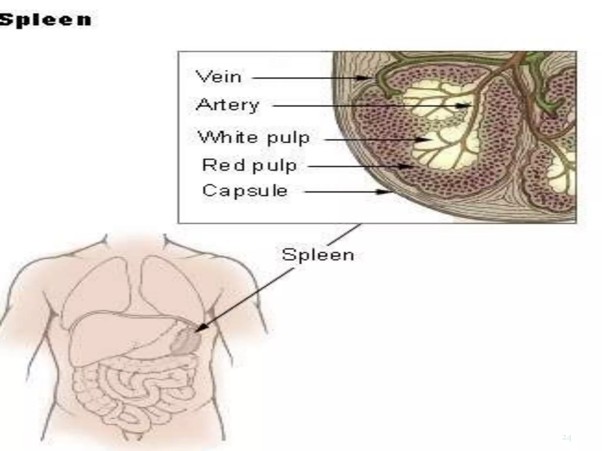 ANATOMY OF SPLEEN AND IT'S APPLIED ASPECT | PPTX