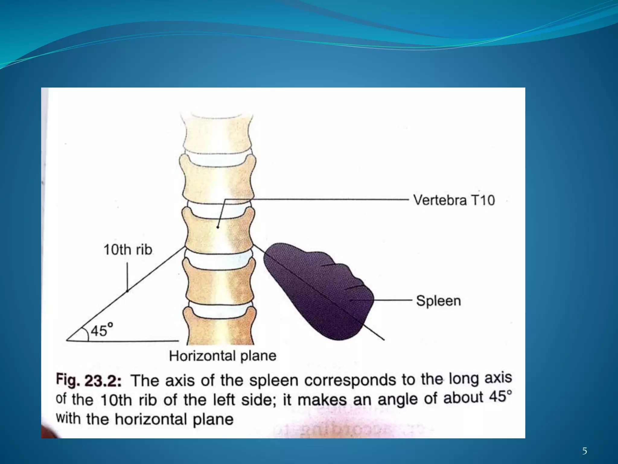ANATOMY OF SPLEEN AND IT'S APPLIED ASPECT | PPTX