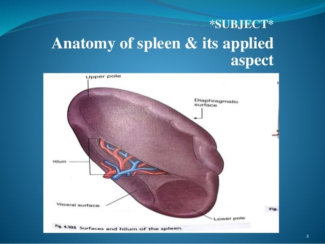 ANATOMY OF SPLEEN AND IT'S APPLIED ASPECT