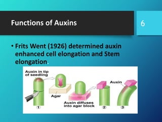 Plant Growth Hormones | PPTX