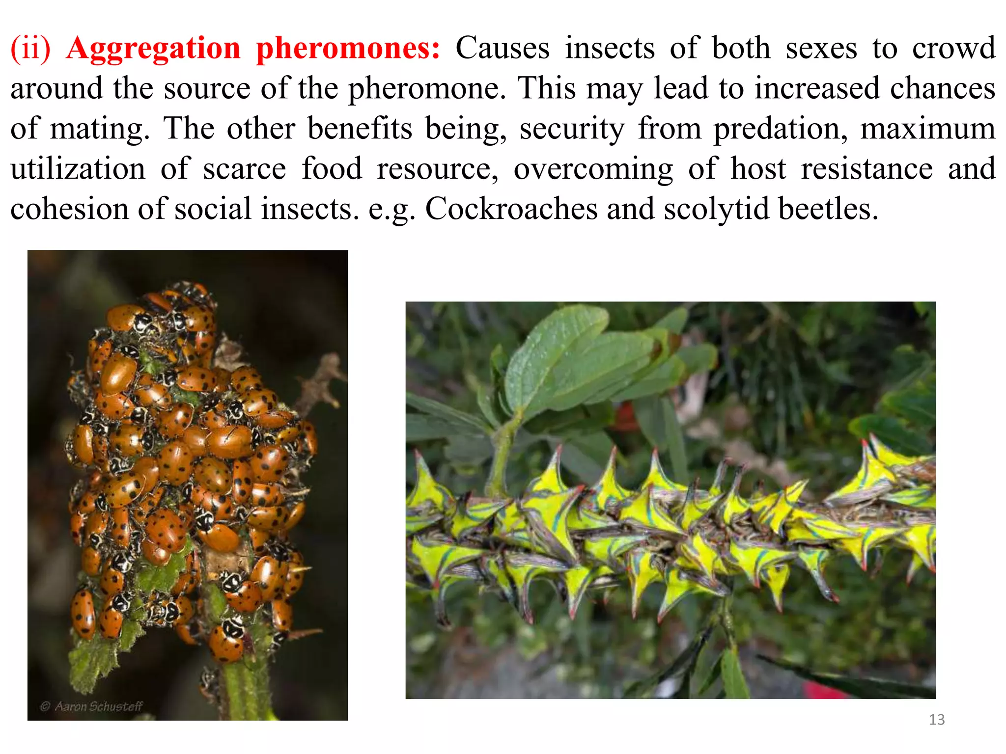 Tropism in insects & insect communication | PPTX