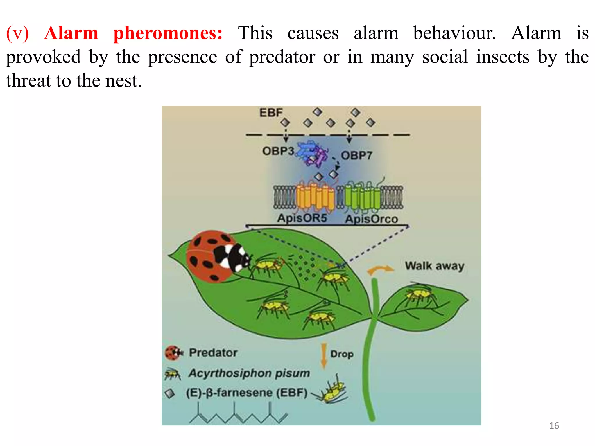 Tropism in insects & insect communication | PPTX