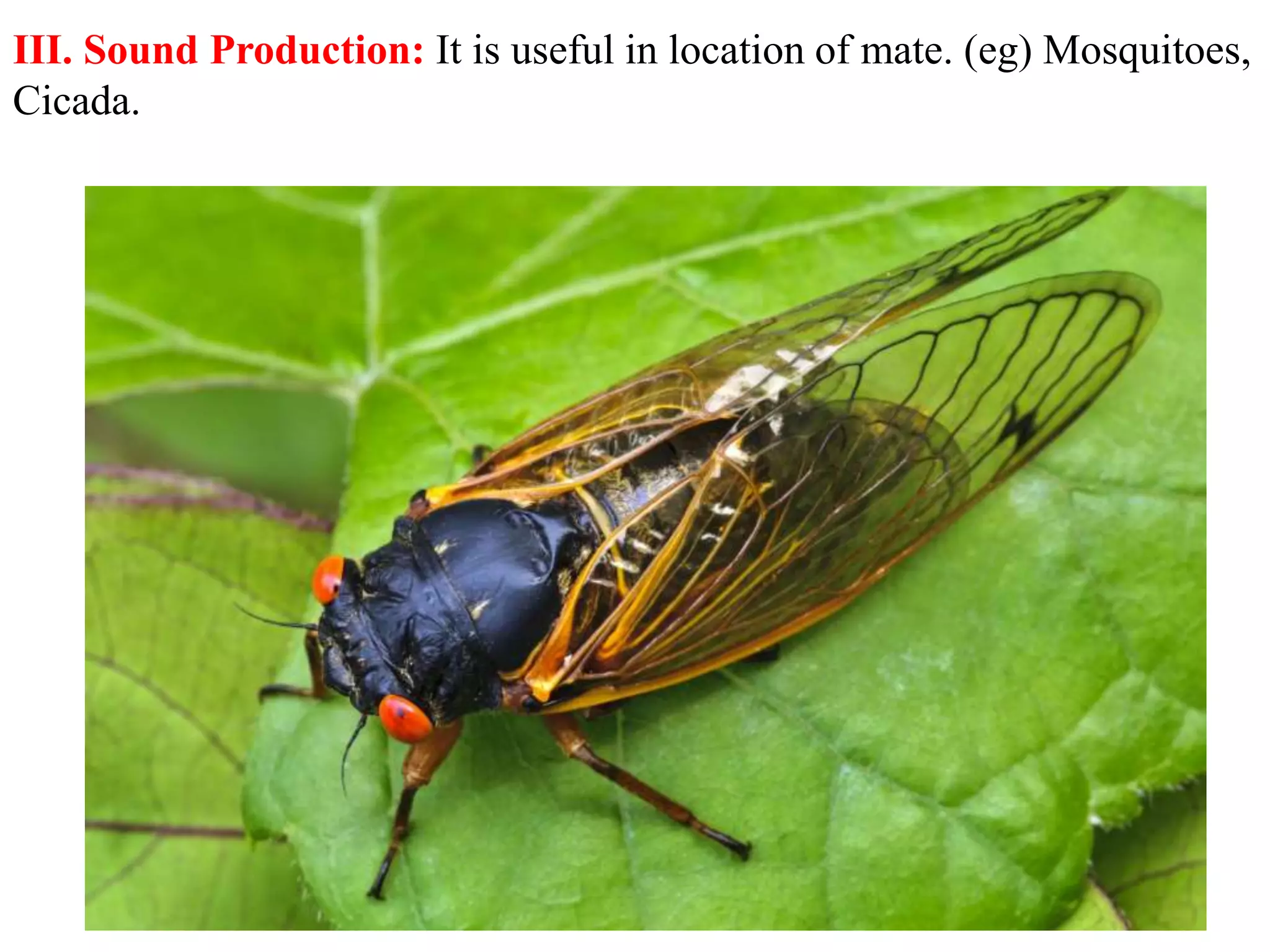 Tropism in insects & insect communication | PPTX