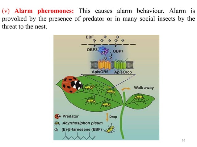 Tropism in insects & insect communication | PPT
